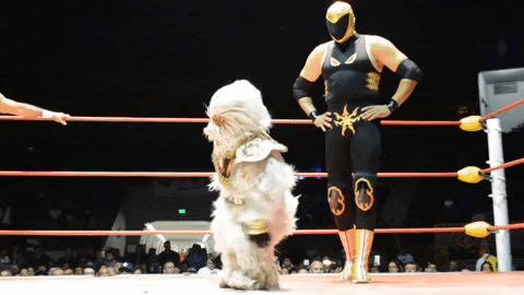 Axl Luchador GIFs - Get the best GIF on GIPHY