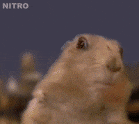 Best chipmunk GIFs - Primo GIF - Latest Animated GIFs