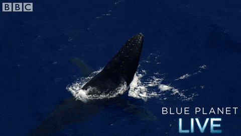 Bbc One Oceans GIF by BBC - Find & Share on GIPHY