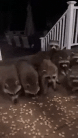 Cookie Raccoon GIFs - Get the best GIF on GIPHY