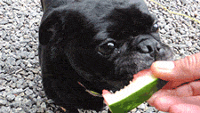 Dog Eating GIFs - Find & Share on GIPHY