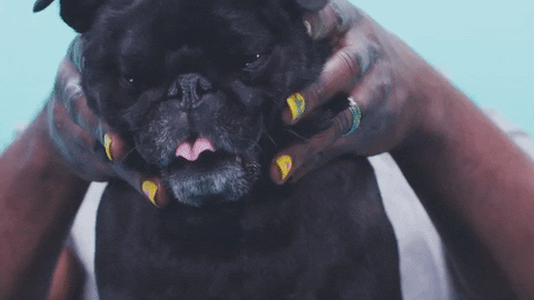 Dog Awww GIF by Super Deluxe - Find & Share on GIPHY