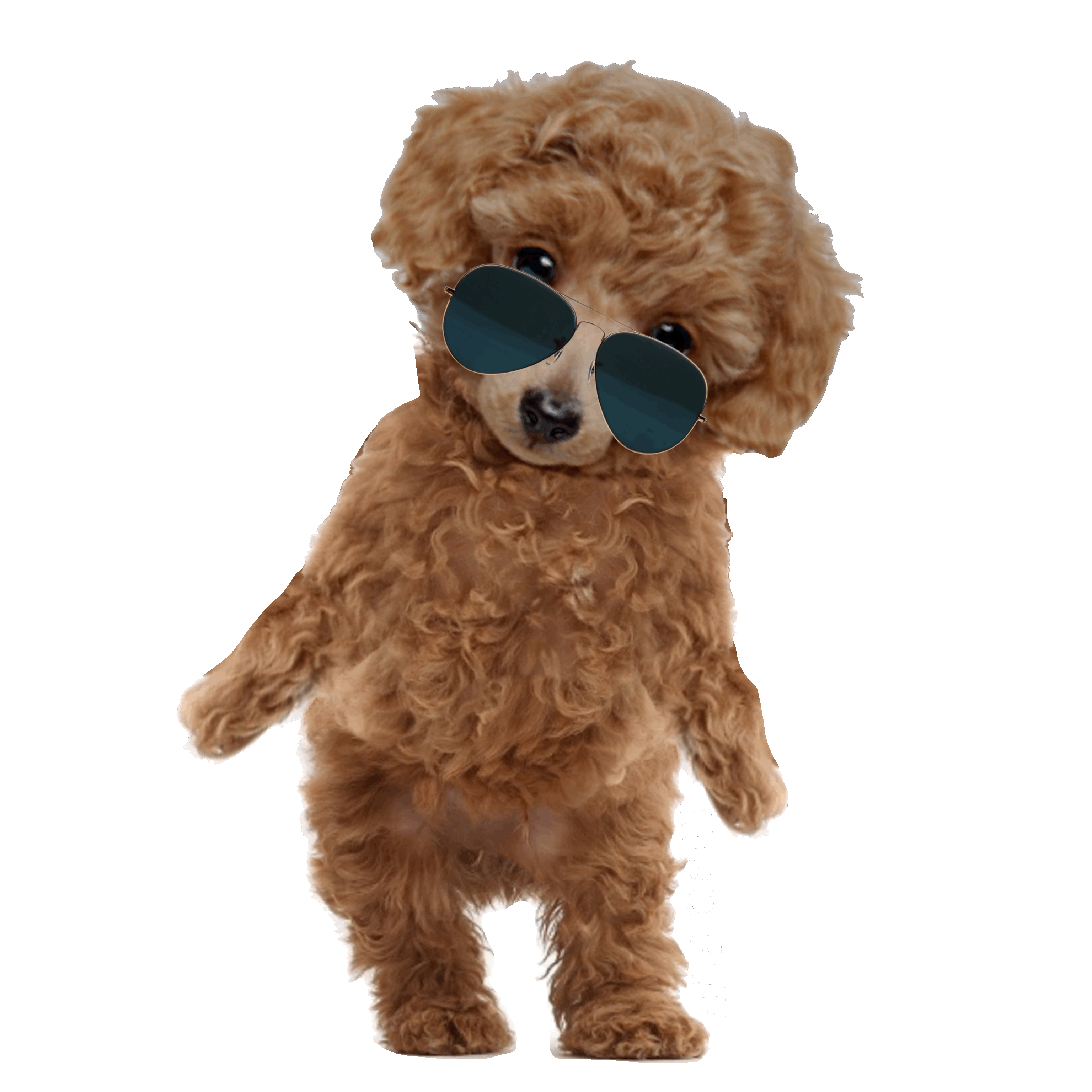 Dog Dab Sticker by MISO PUP for iOS & Android | GIPHY