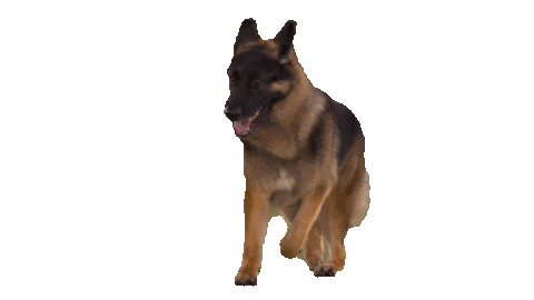 German Shepard Dog Sticker by Westminster Kennel Club for iOS & Android ...