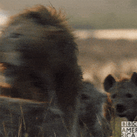 Lion Attacking Prey Gif