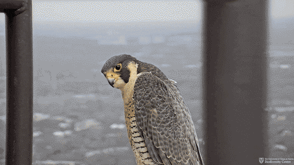 Peregrinefalcon GIFs - Get the best GIF on GIPHY