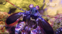 Mantis Shrimp Breaking Glass Gif