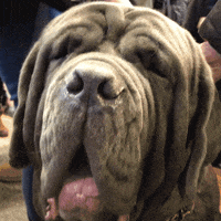 Dog Drooling Gif