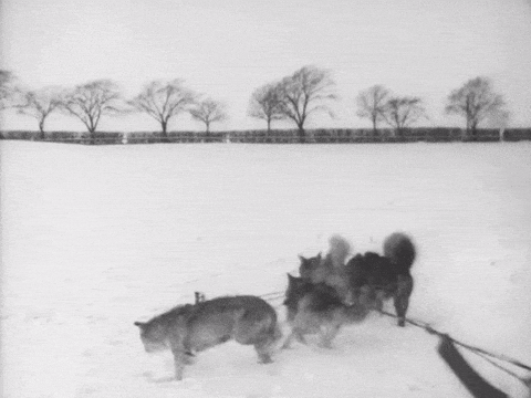 Wolf Pack Running Gif