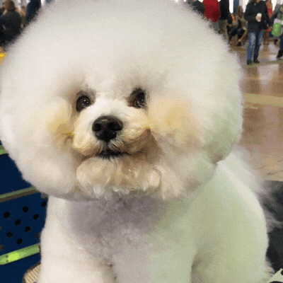 Dog Show GIF by Westminster Kennel Club - Find & Share on GIPHY