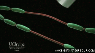 Stem GIF - Find & Share on GIPHY
