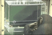 Best chimps GIFs - Primo GIF - Latest Animated GIFs