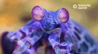 Mantis Shrimp Gif
