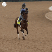 Horse Cantering Gif