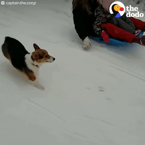 Cheering Corgi GIFs - Get the best GIF on GIPHY