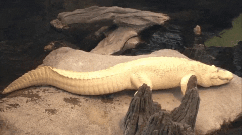 Alligator-arms GIFs - Get the best GIF on GIPHY