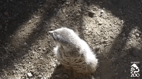 Meerkat Lazoo GIF by Los Angeles Zoo and Botanical Gardens - Find ...