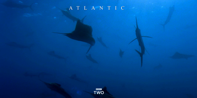 Bbc Two Ocean GIF by BBC - Find & Share on GIPHY