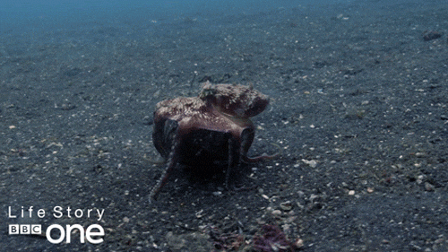 Coconut Octopus Walking GIFs - Get the best GIF on GIPHY