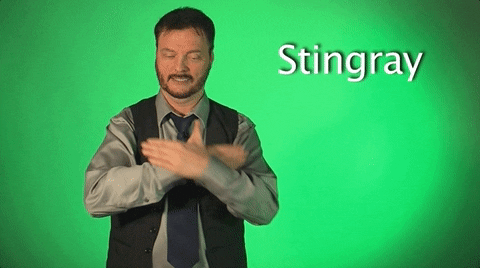 Stingray GIFs - Get the best GIF on GIPHY