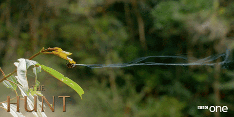 Bbc One Wildlife GIF by BBC - Find & Share on GIPHY