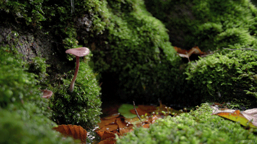 Fall Rain GIF by Living Stills - Find & Share on GIPHY