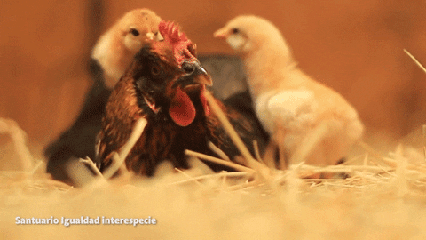 - Find & Share on GIPHY