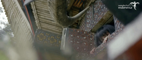 Sulawesi GIFs - Get the best GIF on GIPHY