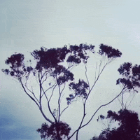 Swaying Trees Gif