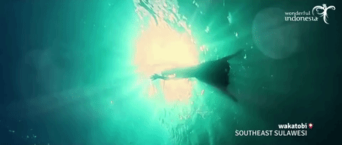 Playa Olas GIFs - Get the best GIF on GIPHY