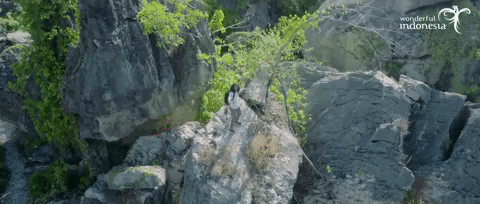 Stone Forest GIFs - Get the best GIF on GIPHY