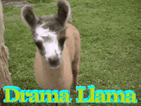 Llama Stare Gif