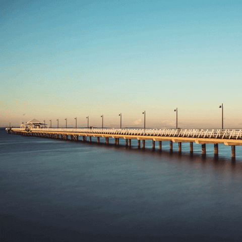 Chat-prout GIFs - Get the best GIF on GIPHY