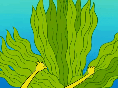 Spongebob Seaweed