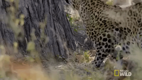 Nat Geo Wild Leopard GIF by Savage Kingdom - Find & Share on GIPHY