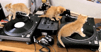 Dj Cat Gif