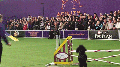 Agility GIF by Westminster Kennel Club - Find & Share on GIPHY