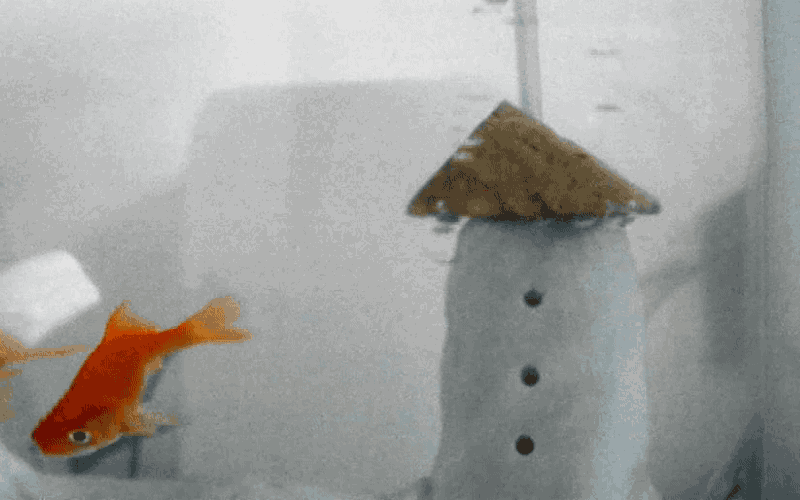 Water Fish GIF by Leandro Estrella - Find & Share on GIPHY