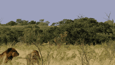 Nat Geo Wild Lion GIF by Savage Kingdom - Find & Share on GIPHY