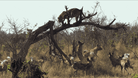 Nat Geo Wild Leopard GIF by Savage Kingdom - Find & Share on GIPHY