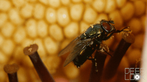 Flower Flies GIF by PBS Digital Studios - Find & Share on GIPHY