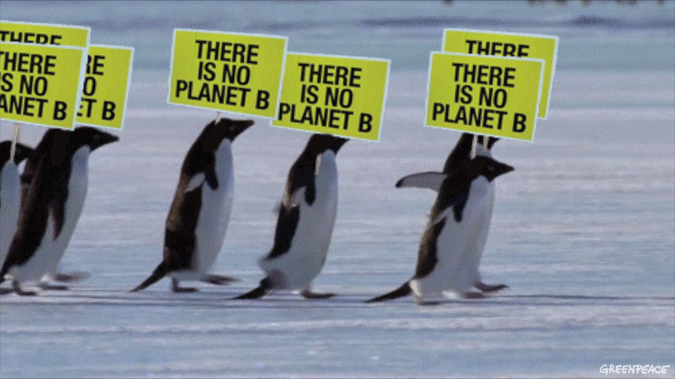 Greenpeace GIF - Find & Share on GIPHY