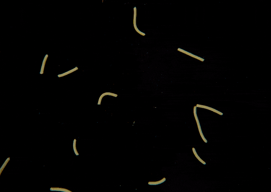 Stop Motion Animation GIF by Dominic Ewan - Find & Share on GIPHY