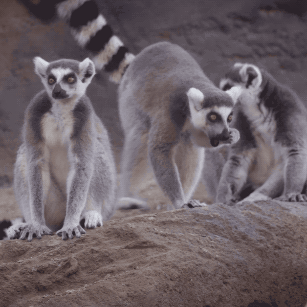 Happy Safari Park GIF by San Diego Zoo - Find & Share on GIPHY