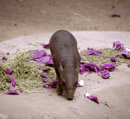 Happy Baby Animals GIF by San Diego Zoo - Find & Share on GIPHY