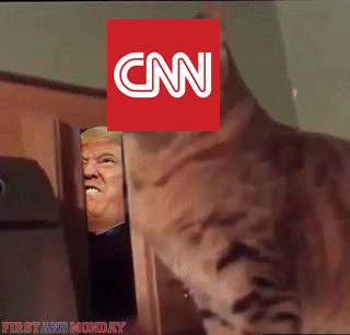 Cnn Cat GIF by FirstAndMonday - Find & Share on GIPHY