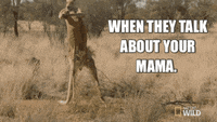 Kangaroo Fighting Gif