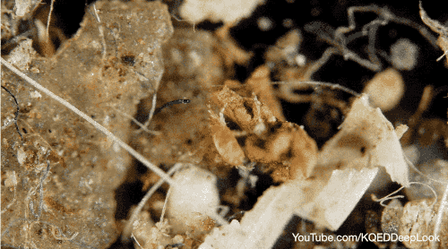 Dust Mites Eww GIF by PBS - Find & Share on GIPHY