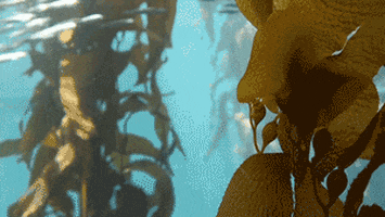 Kelp Forest Exhibit GIFs - Get the best GIF on GIPHY