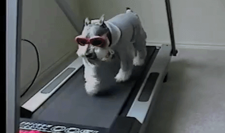 Dog Exercise GIF by AFV Pets - Find & Share on GIPHY